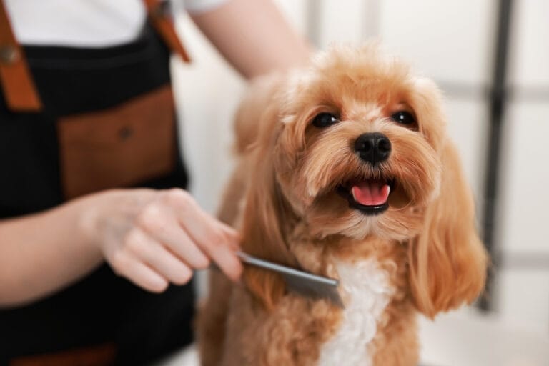 Puppy Grooming Guide for North Texas: How & When to Groom Your Puppy by ...