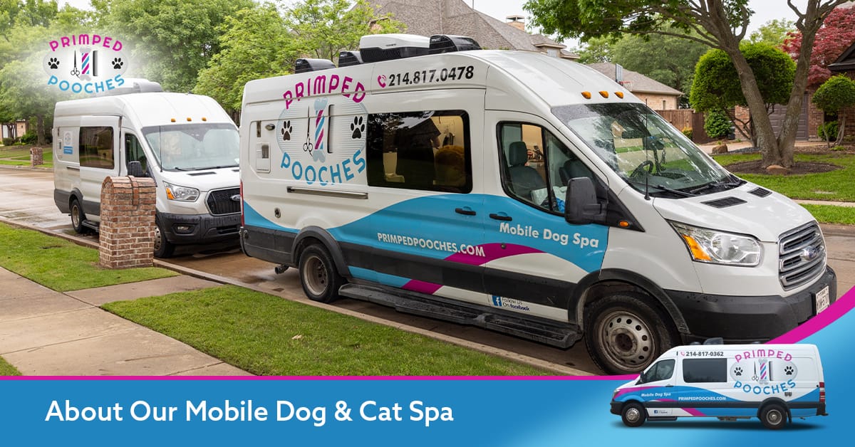 Best Mobile Dog Groomers in North Texas – Primped Pooches Mobile Dog Spa