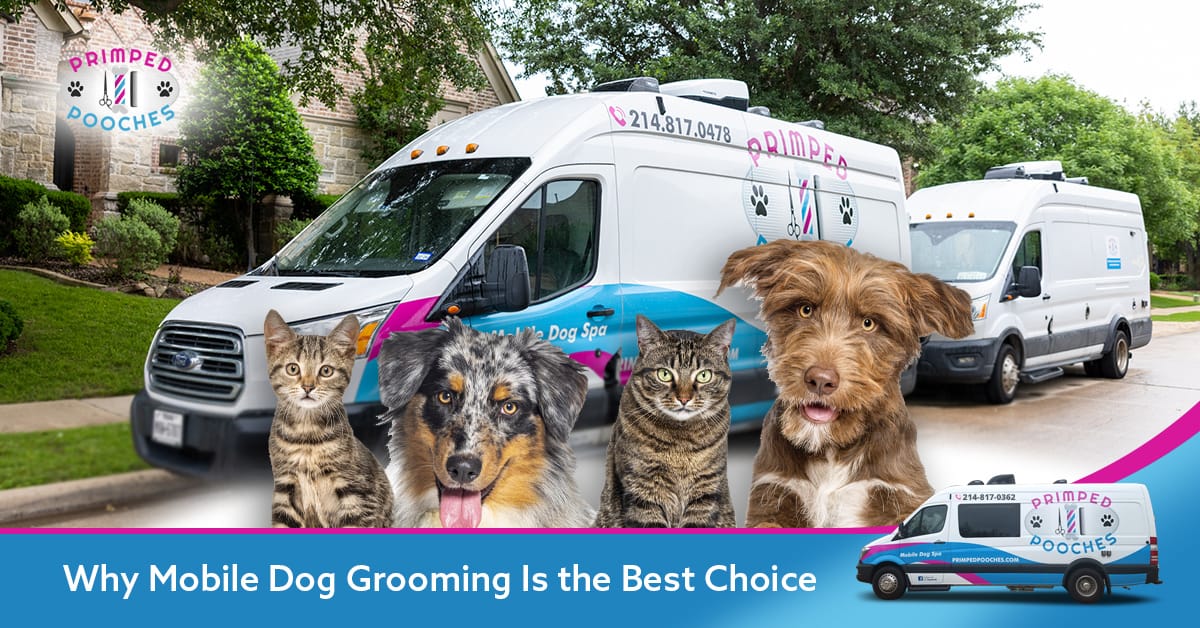 Benefits of Mobile Dog Grooming Services – Primped Pooches Mobile Dog Spa